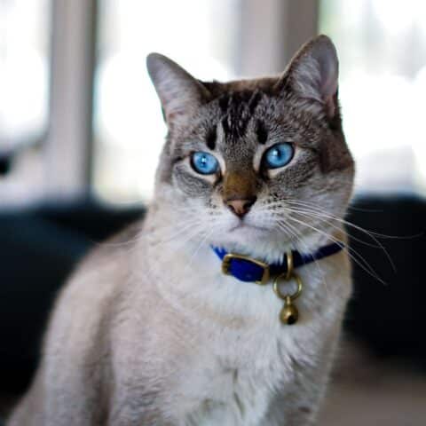Anemia In Cats | Wheelersburg Animal Hospital