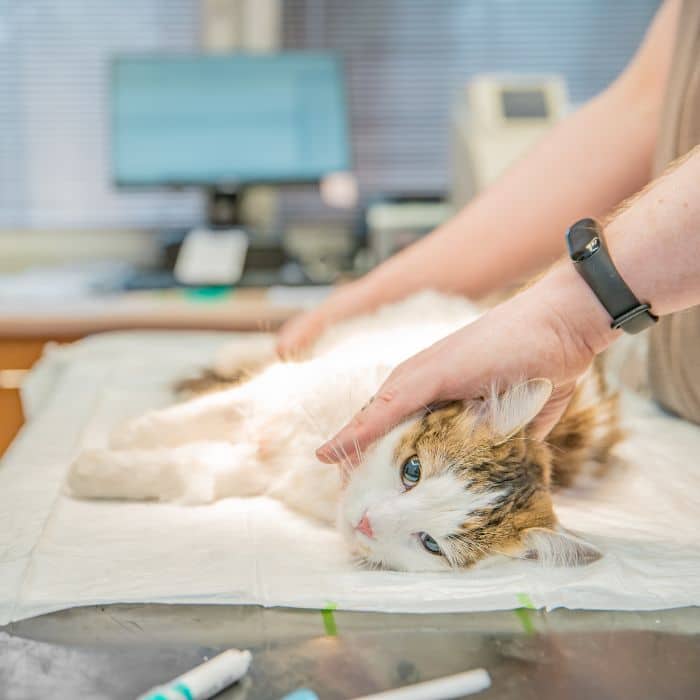 Anemia In Cats | Wheelersburg Animal Hospital